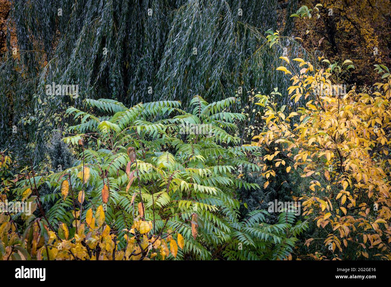 Plants mix in the forest Stock Photo - Alamy