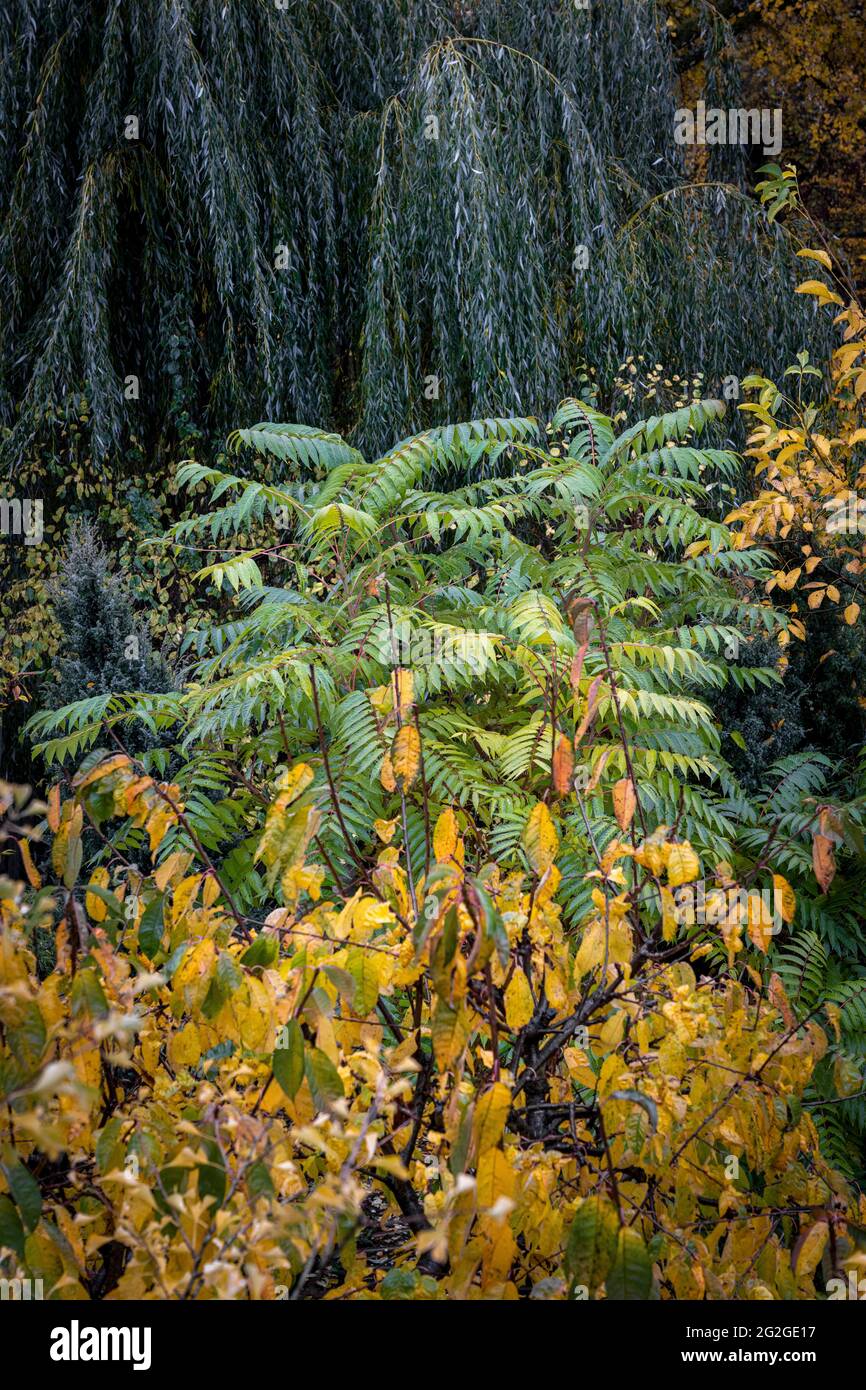 Plants mix in the forest Stock Photo - Alamy