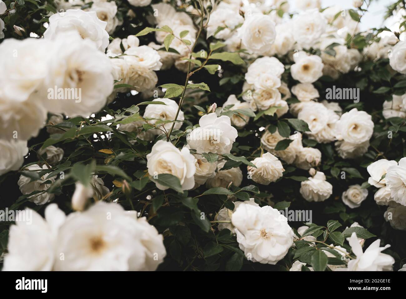 front view closeup of background texture of white roses Stock Photo - Alamy