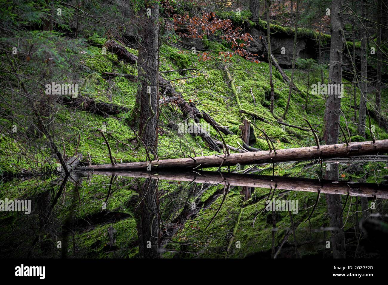 Pond biotope in the forest, Middle Franconia, Bavaria Stock Photo - Alamy