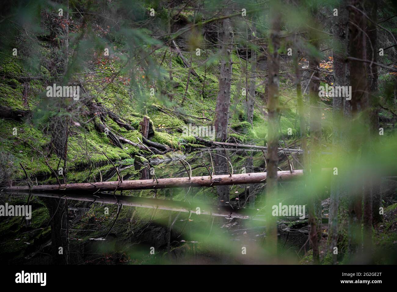 Pond biotope in the forest, Middle Franconia, Bavaria Stock Photo - Alamy