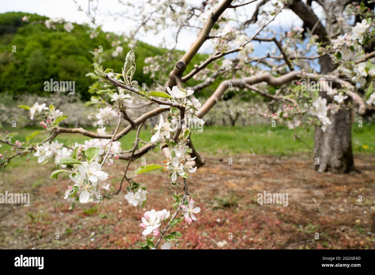 closeup of white blossom apple flower on tree branch with fruit orchard ...