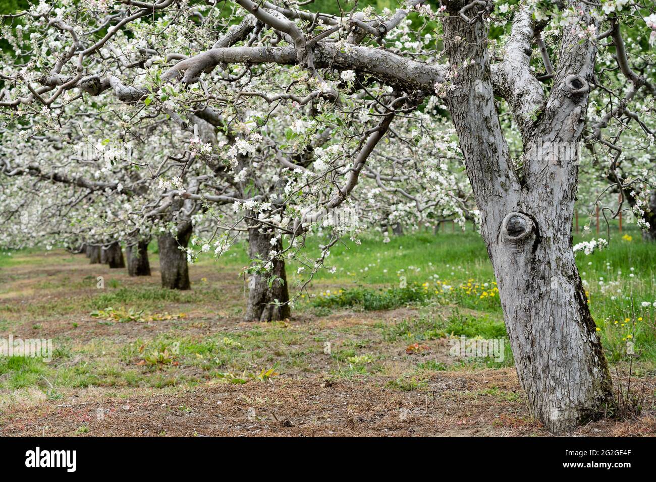 perspective view of blossomed apple tree row arranged in fruit orchard ...