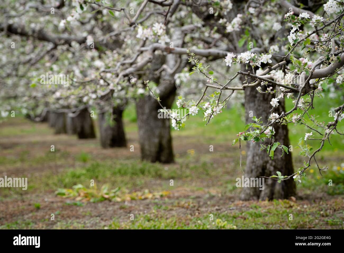 perspective view of blossomed apple tree row arranged in fruit orchard ...