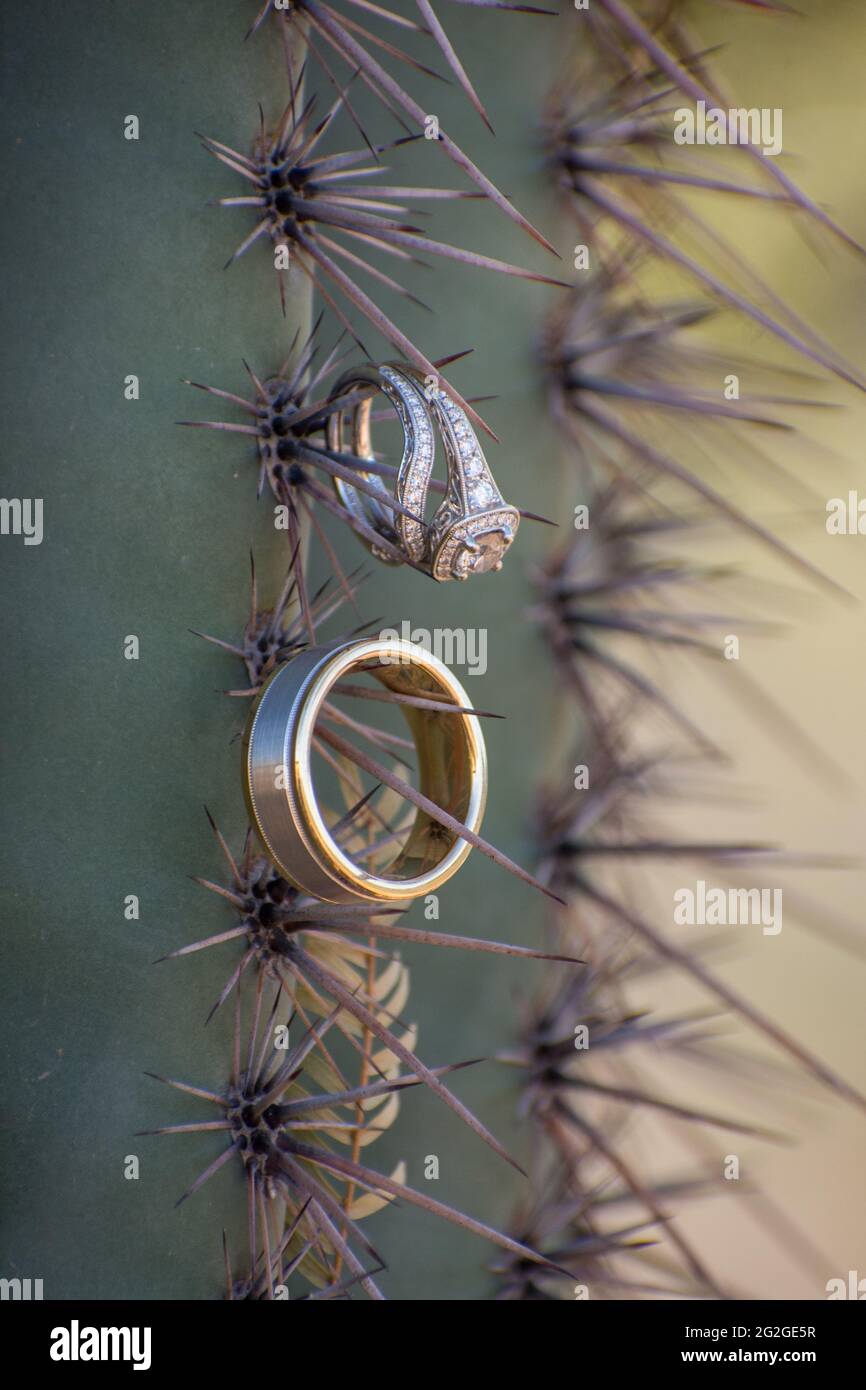 Vertical closeup shot of a wedding rings on the thorns of a cactus ...