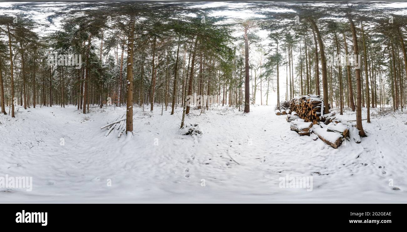360 degree panorama, forest in winter Stock Photo - Alamy