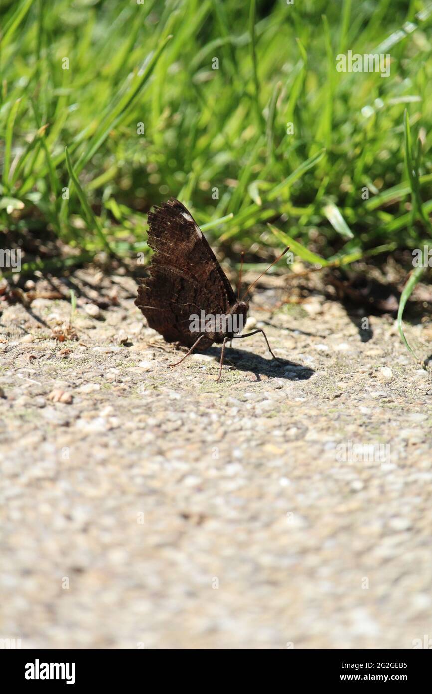 Vertical shot of a brown butterfly on the ground with blurry grass in ...