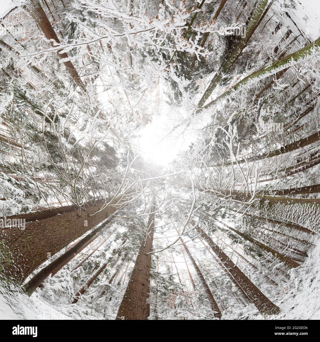 360 degree panorama, forest in winter Stock Photo - Alamy