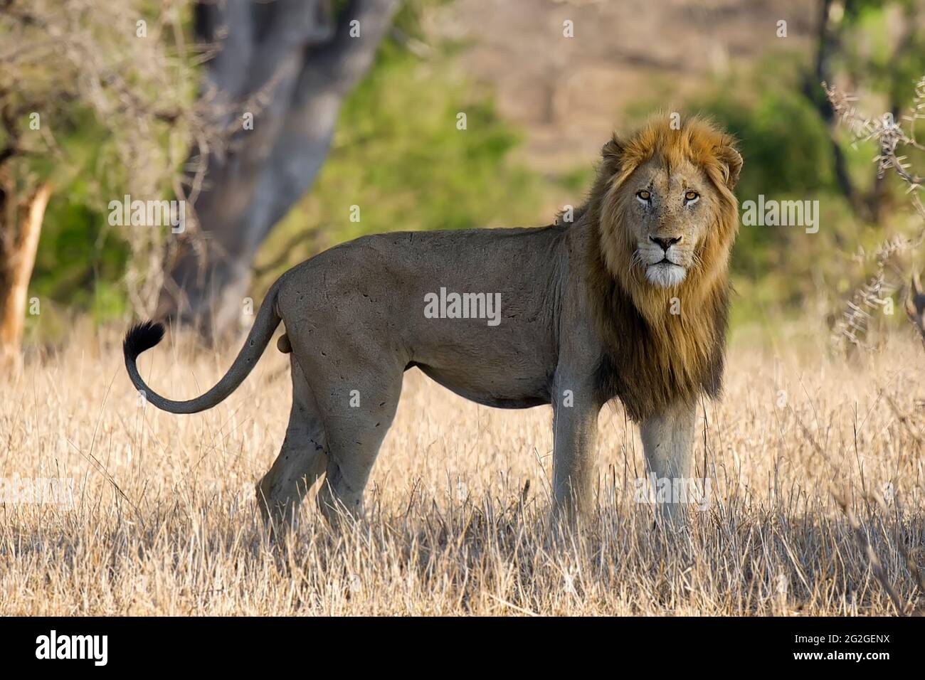 Photo of a male lion Stock Photo - Alamy