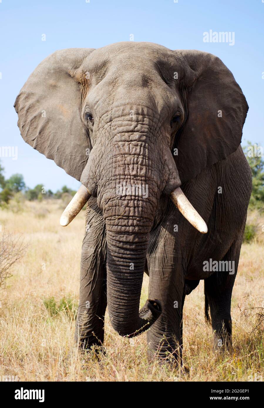 Trophy hunt elephant hi-res stock photography and images - Alamy