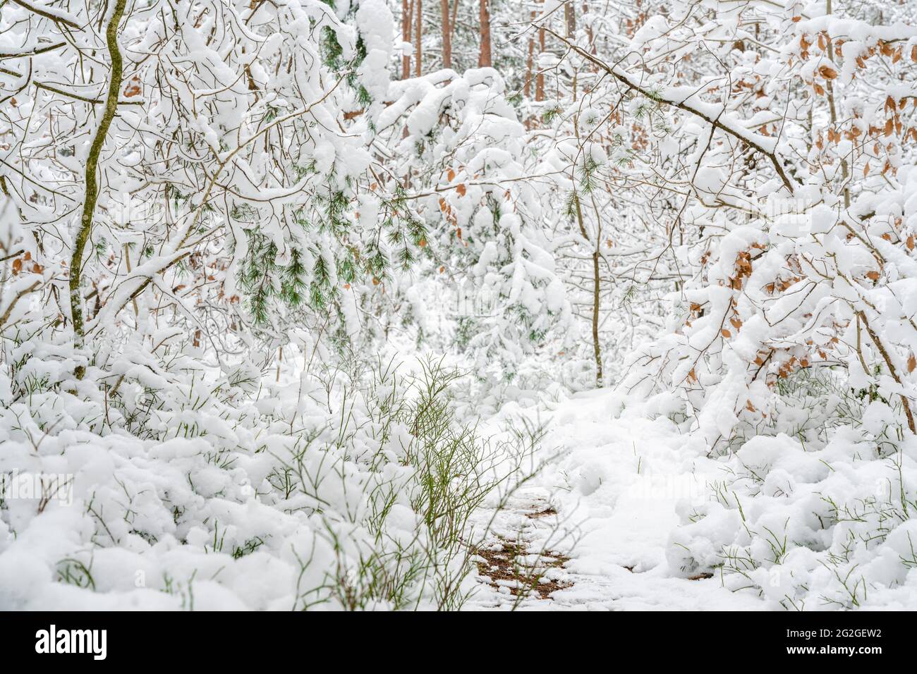 Rocks in winter forest aerial hi-res stock photography and images - Alamy