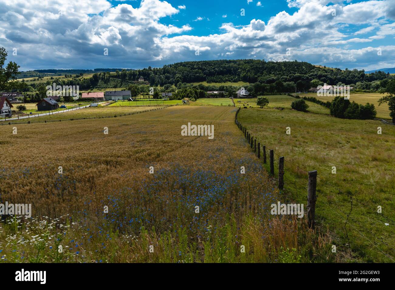 Witkow Slaski, Poland - July 7 2020: Borderline between two fields made ...
