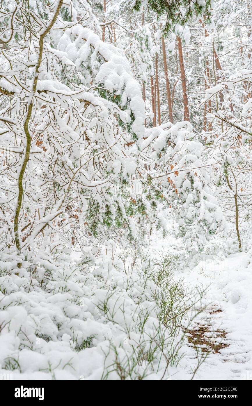 Taking in the forest atmosphere hi-res stock photography and images - Alamy