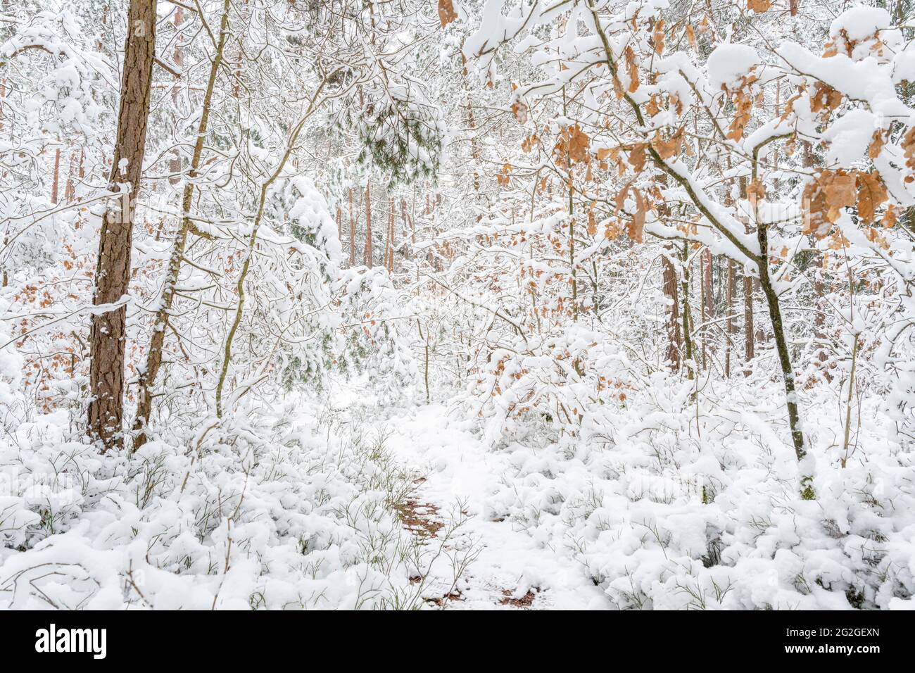 Forest in winter, covered in deep snow Stock Photo - Alamy