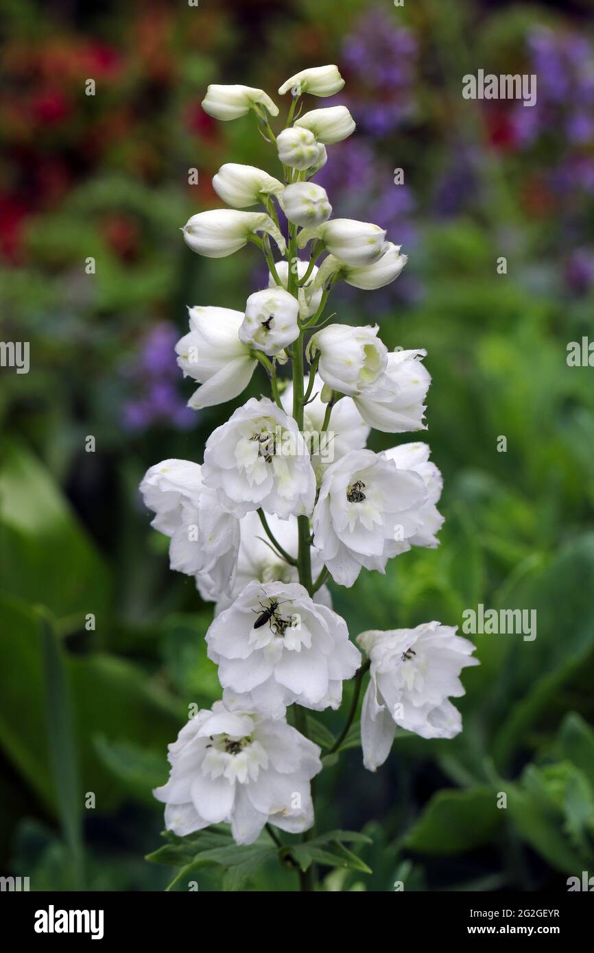 Pure White Double Flowers High Resolution Stock Photography and Images ...