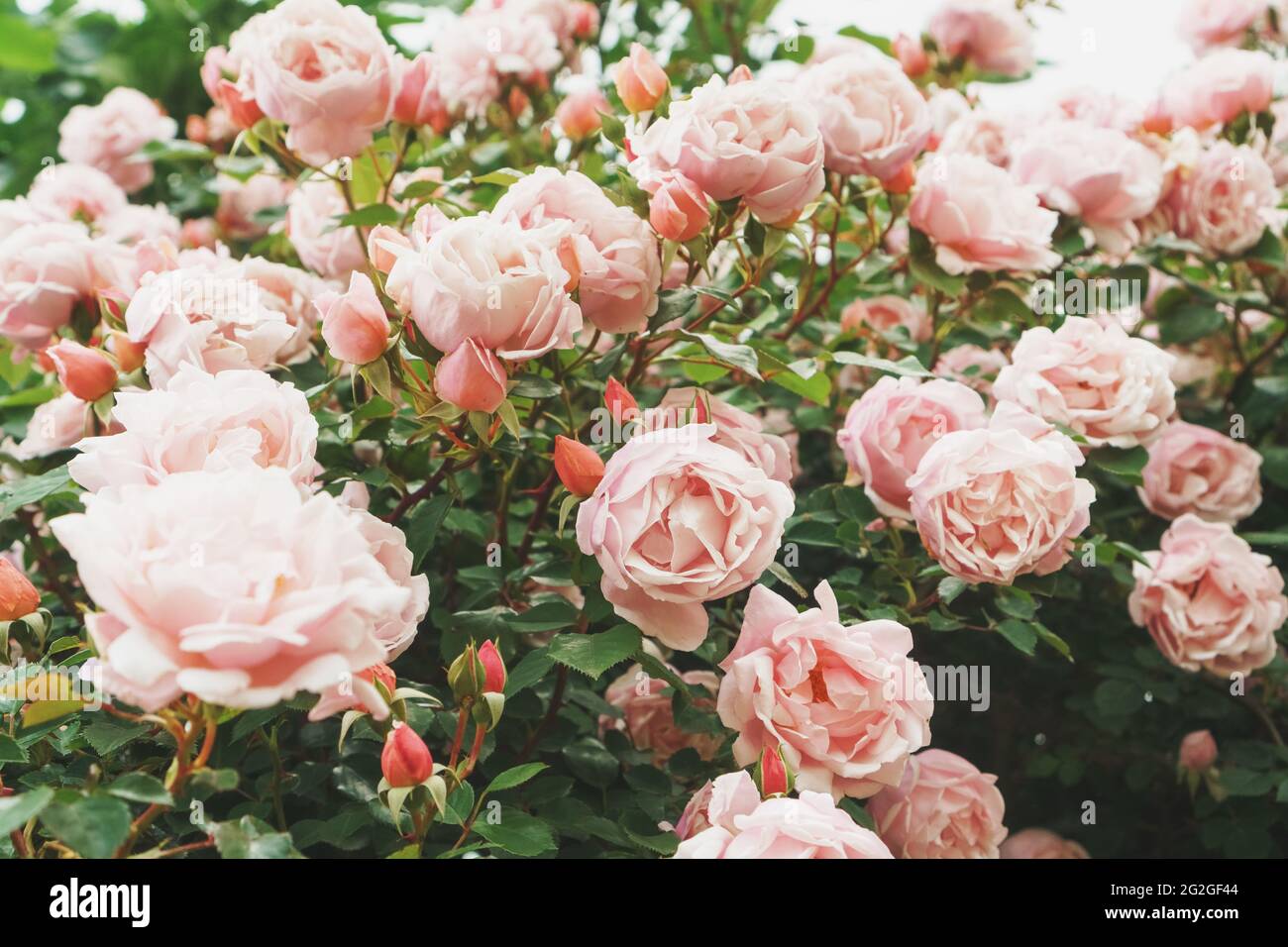Bouquets with pink rose bouquets as background. Selective Focus Stock ...