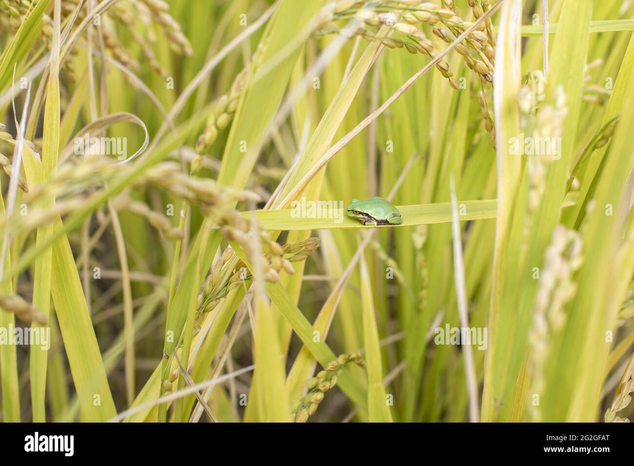Rice Field Frog High Resolution Stock Photography and Images - Alamy