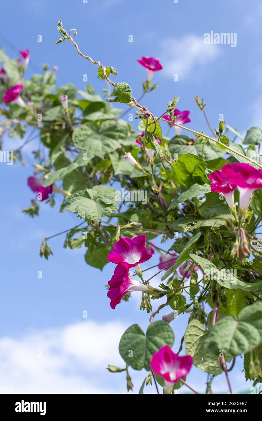 Light pink morning glory flower hi-res stock photography and images - Alamy