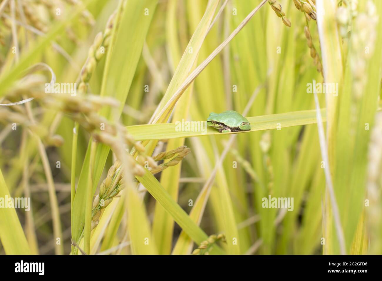 Rice Field Frog High Resolution Stock Photography and Images - Alamy