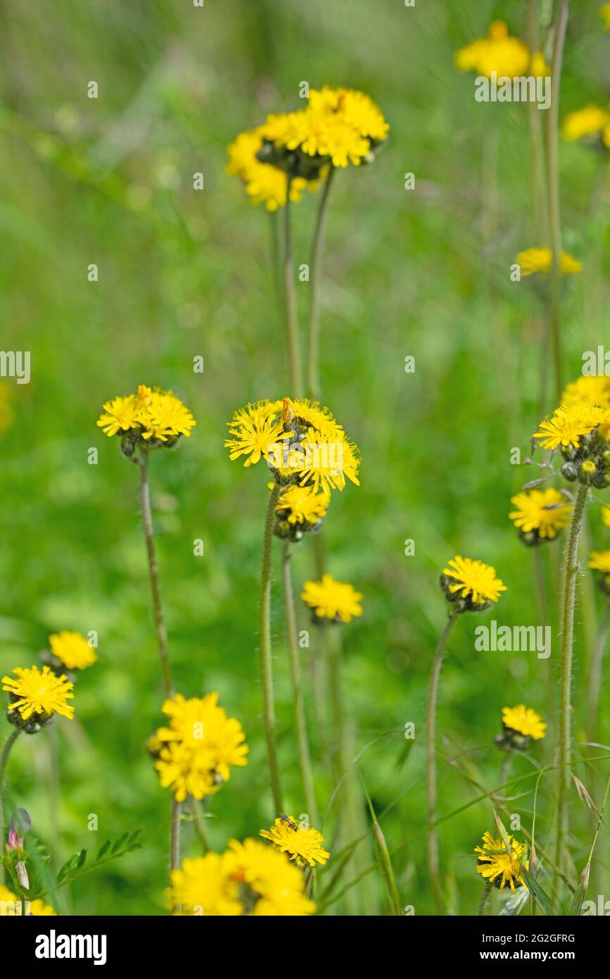 Flowering hawkweed hi-res stock photography and images - Alamy