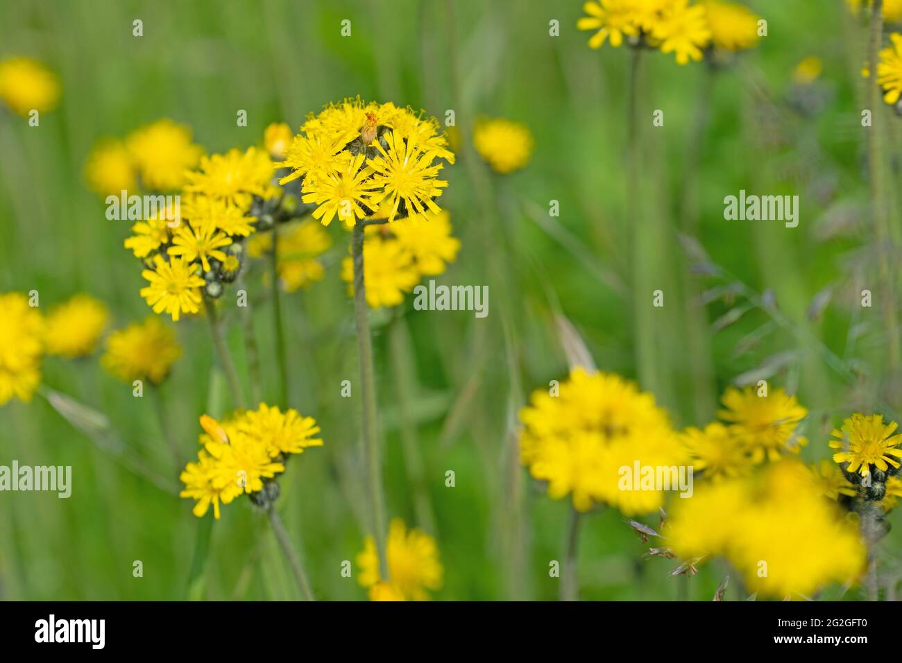 Flowering hawkweed hi-res stock photography and images - Alamy
