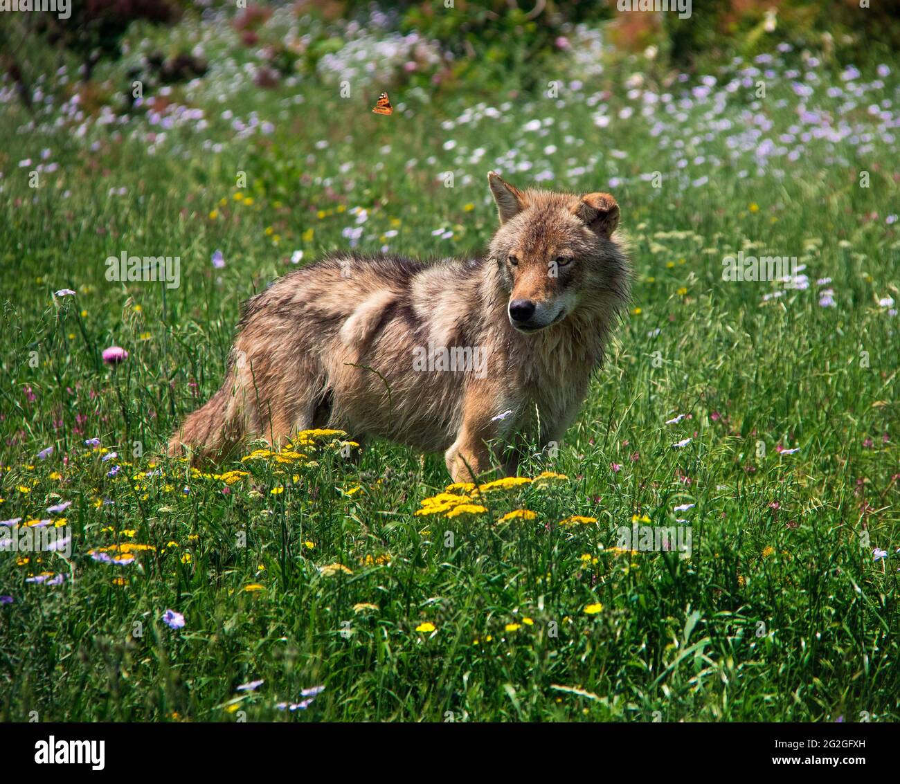 Biodiversity animals hi-res stock photography and images - Alamy