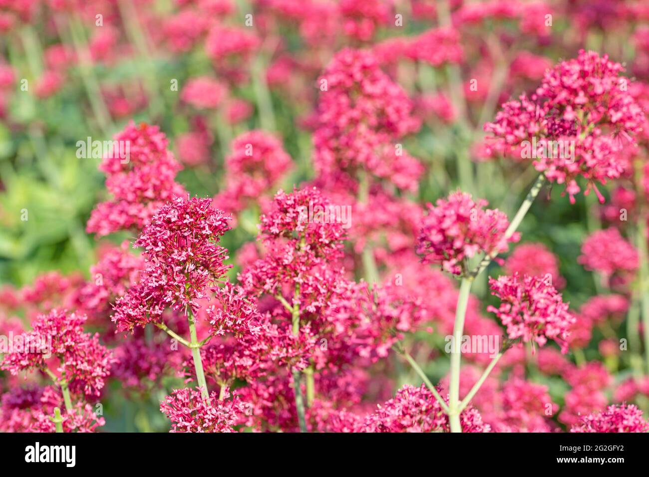 Red spur flower, centranthus ruber, in a close-up Stock Photo - Alamy