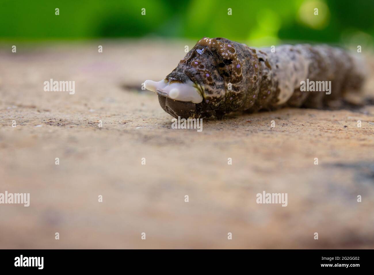 Caterpillar on a stone hi-res stock photography and images - Alamy
