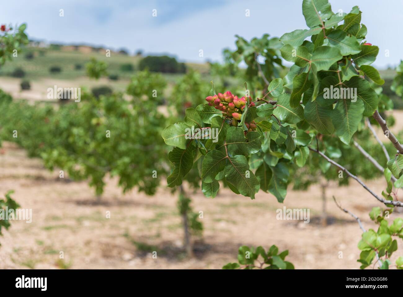 Pistachio Plant Tree High Resolution Stock Photography and Images - Alamy
