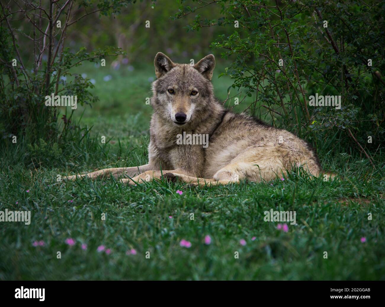 Biodiversity animals hi-res stock photography and images - Alamy