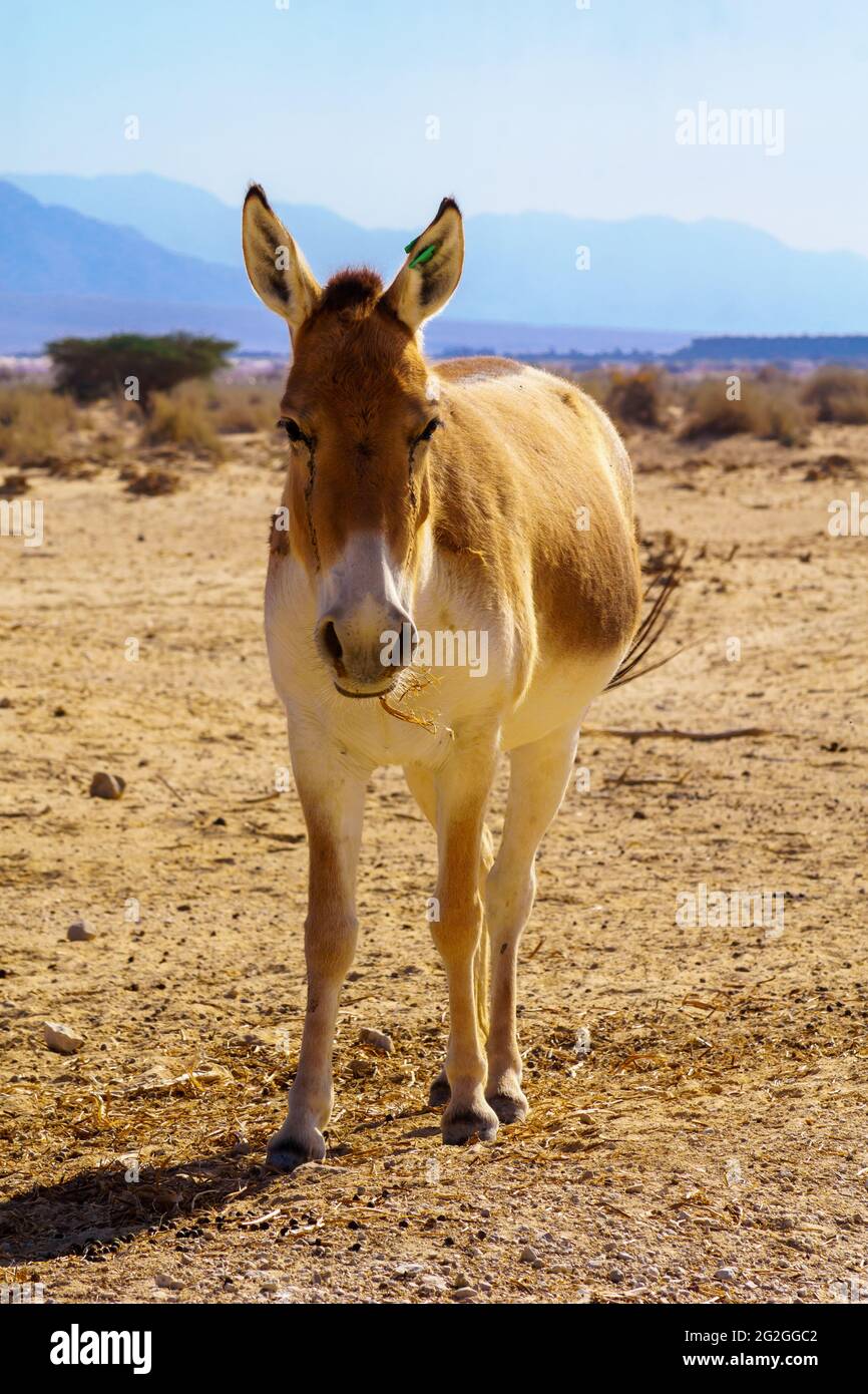 Onager (hemione or Asiatic wild ass), in the Yotvata Hai-Bar Nature ...