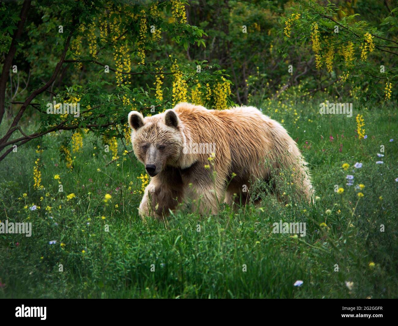 Sun bears in protected nature hi-res stock photography and images - Alamy