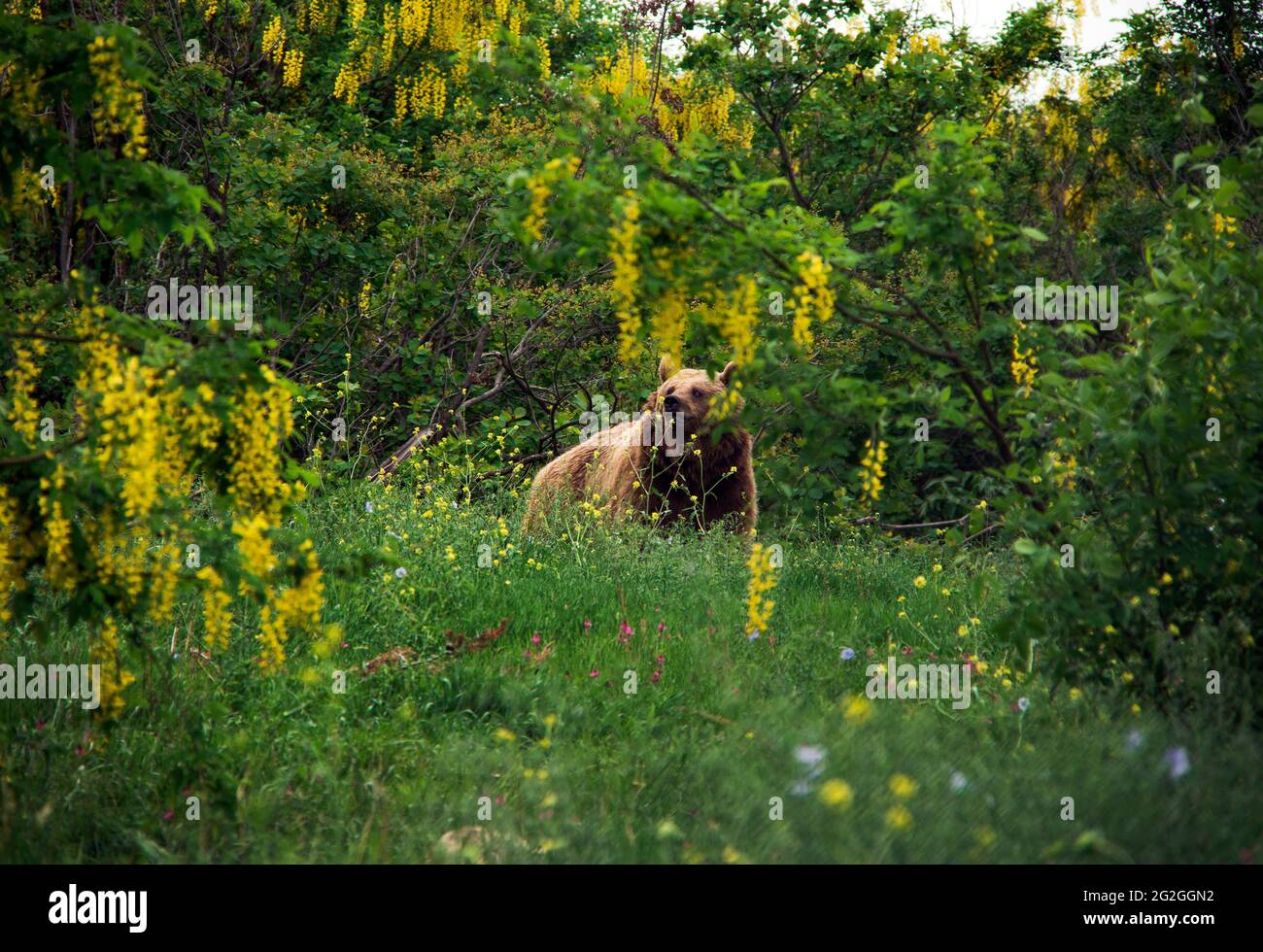Bears in nature hi-res stock photography and images - Alamy