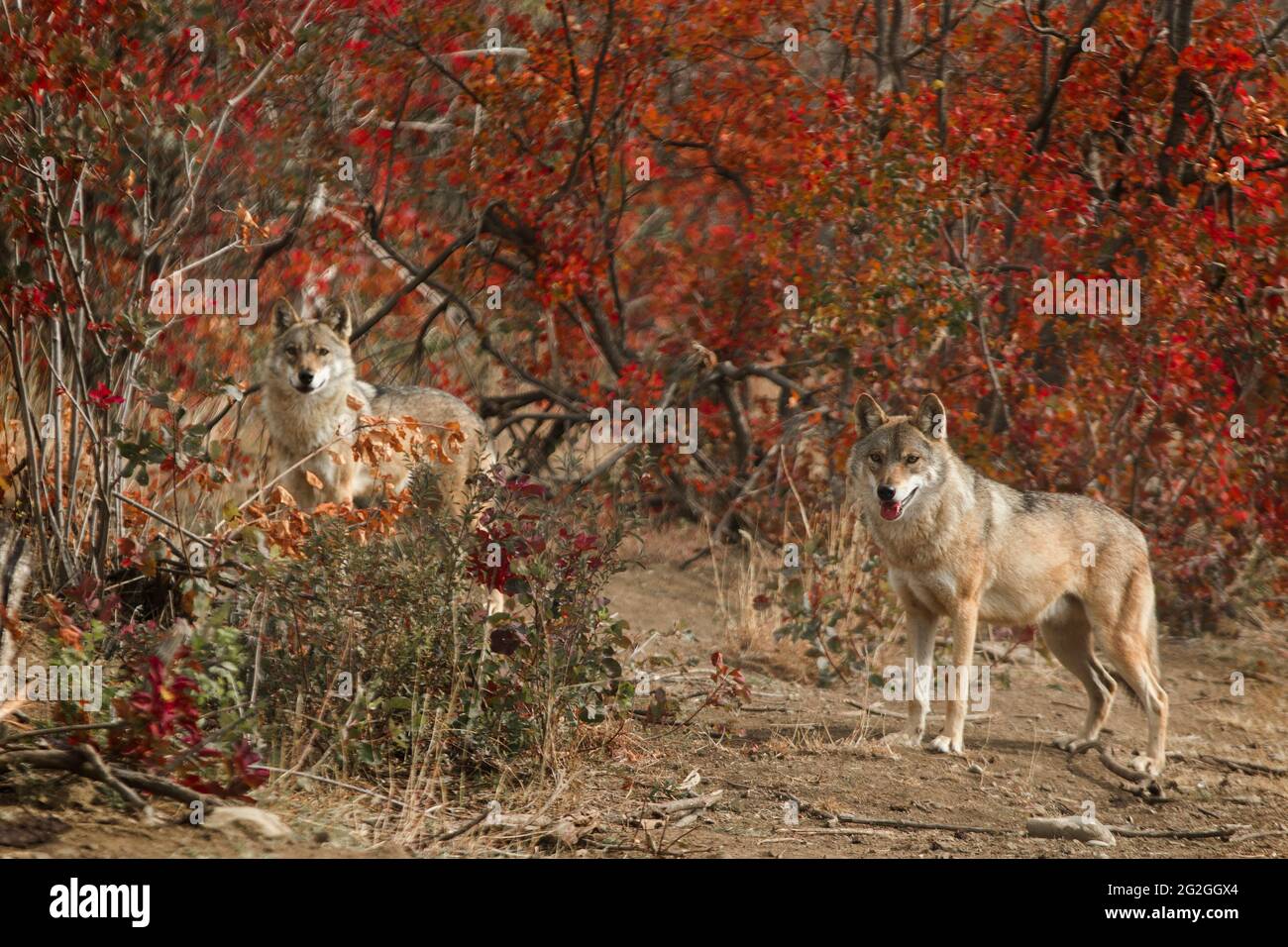Red wolves hi-res stock photography and images - Alamy