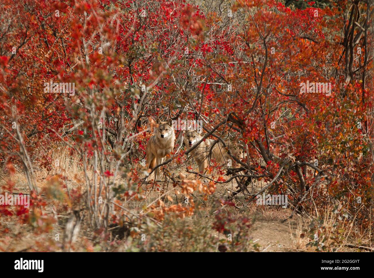 Gray wolves in the red Autumn colors, Georgia Stock Photo - Alamy