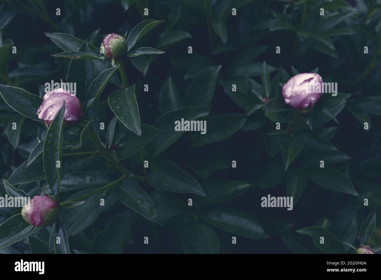 Floral banner, flower cover or header. Peonies, white roses in green ...