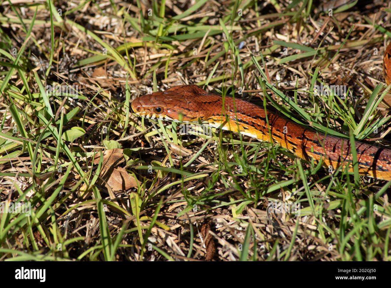 Close up of docile corn snake Pantherophis guttatus. Species of rat ...