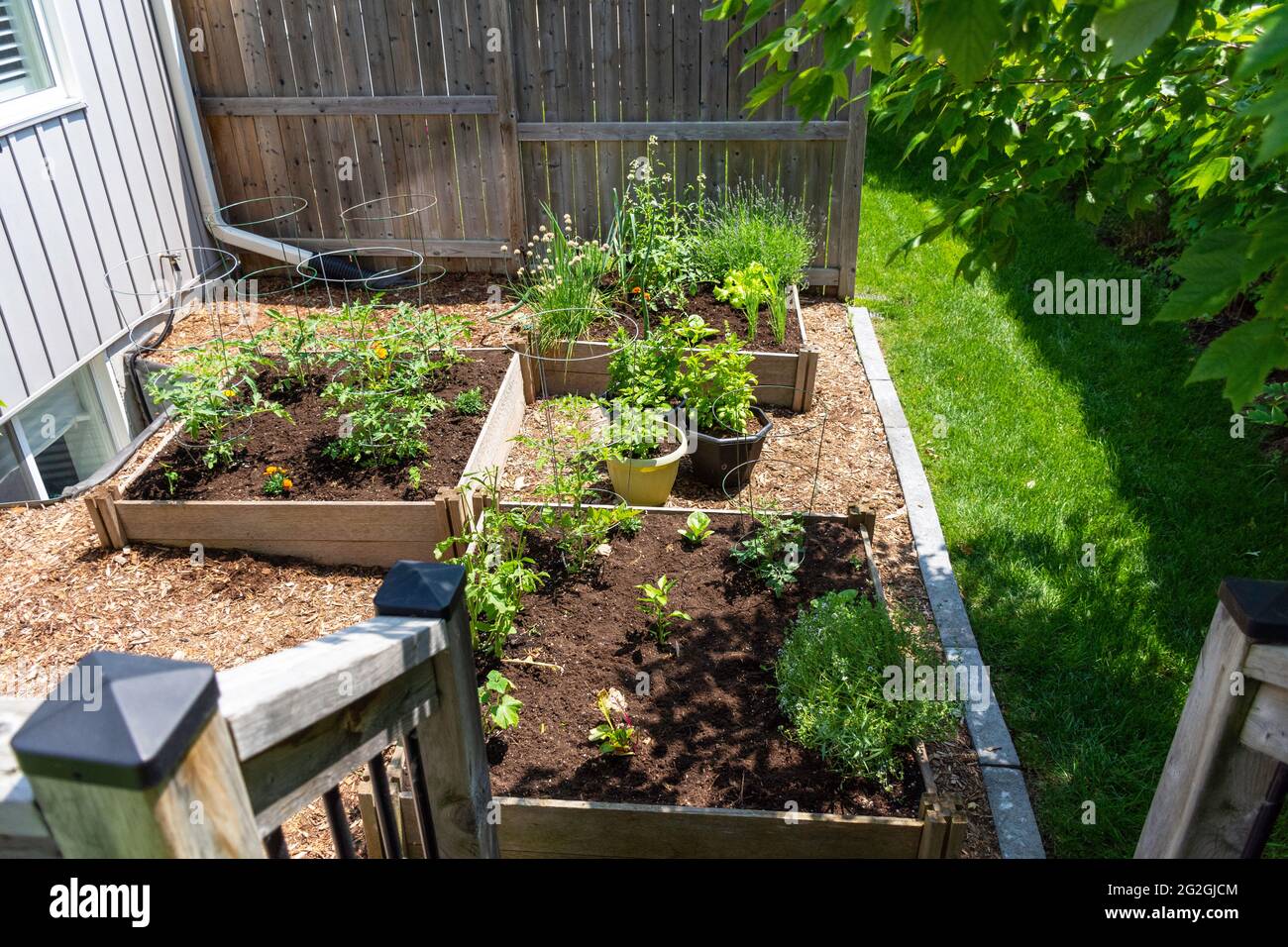 Raised beds growing vegetables hi-res stock photography and images - Alamy