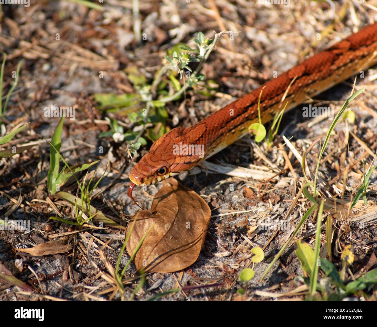 Corn snake pantherophis guttatus. A North American species of a rat ...