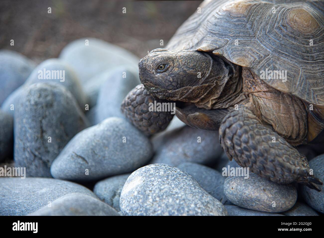 Telefoto hi-res stock photography and images - Alamy