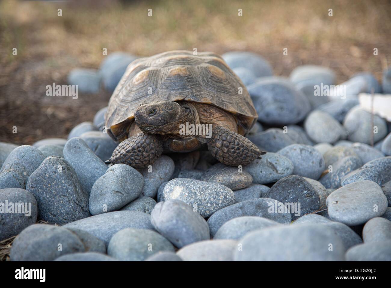 A desert tortoise climbing over some rocks Stock Photo - Alamy