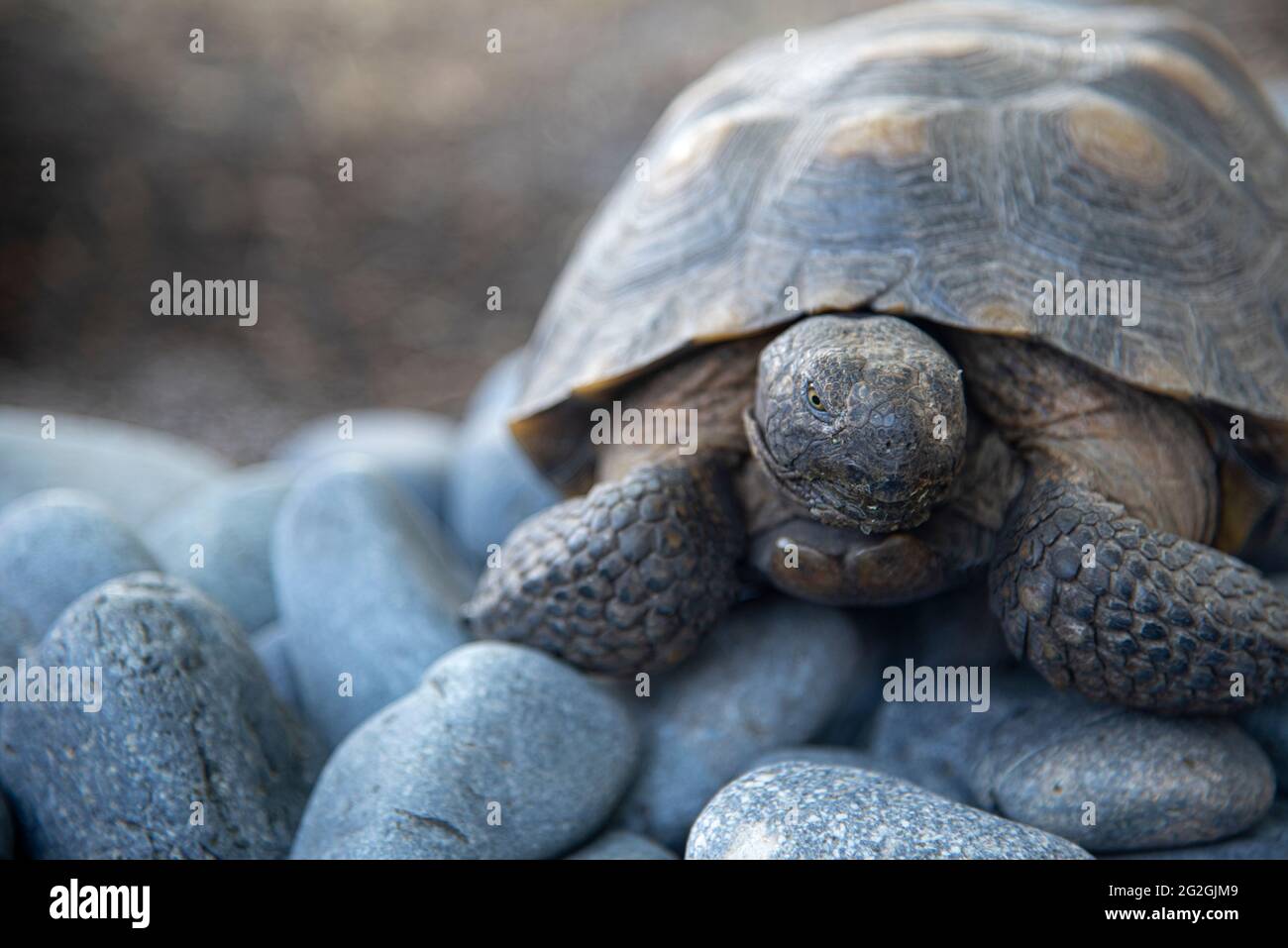 Telefoto hi-res stock photography and images - Alamy