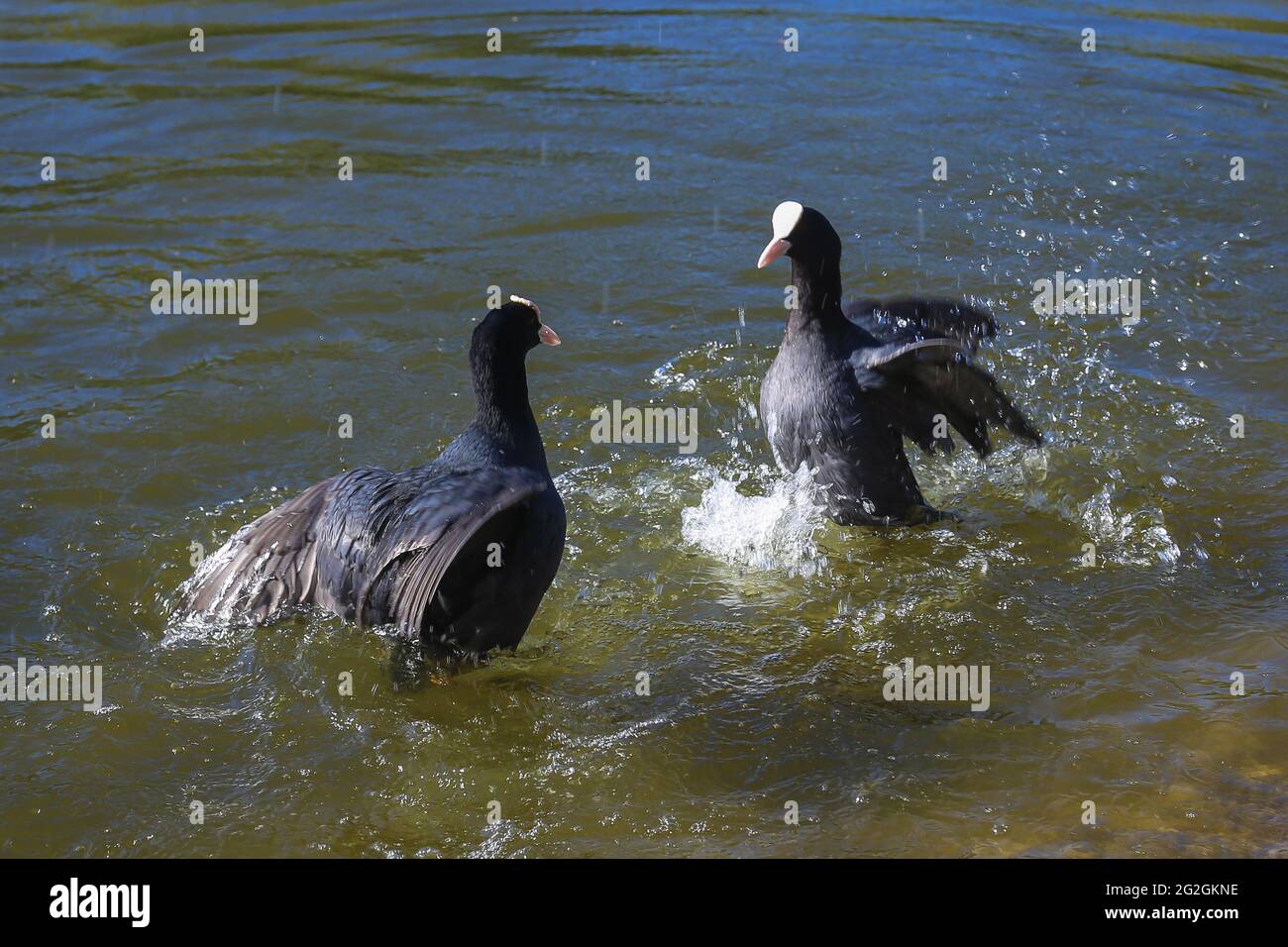 Couple of common coots fighting in the water Stock Photo - Alamy