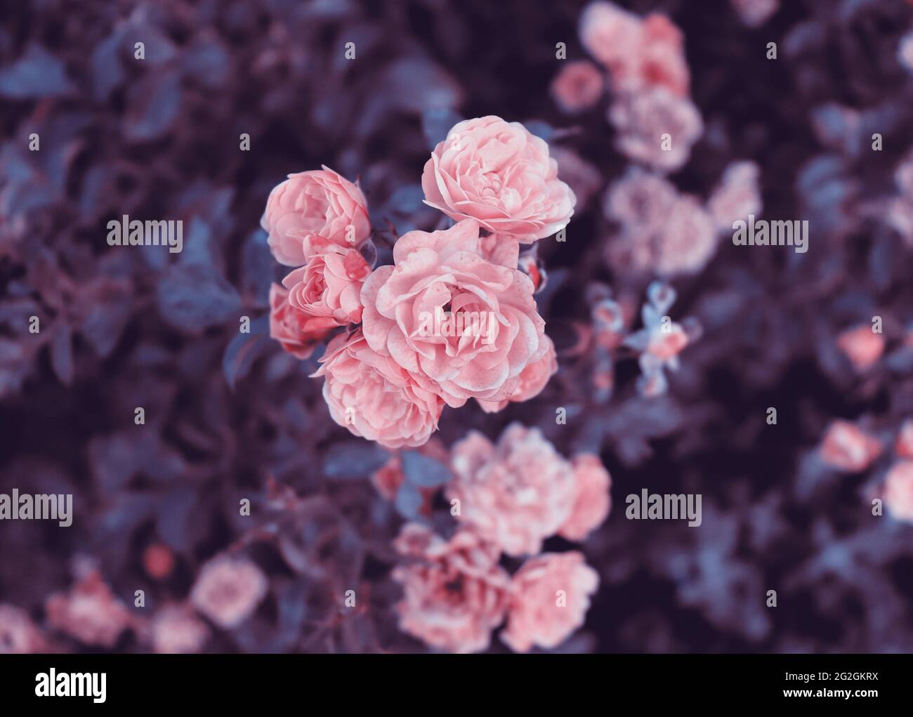 Beautiful natural garden wallpaper. Flower blossom background. Romantic ...