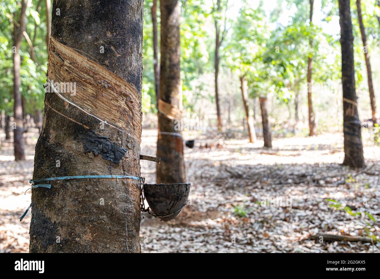 Selective focus of white latex sap dripping from rubber trees in a ...