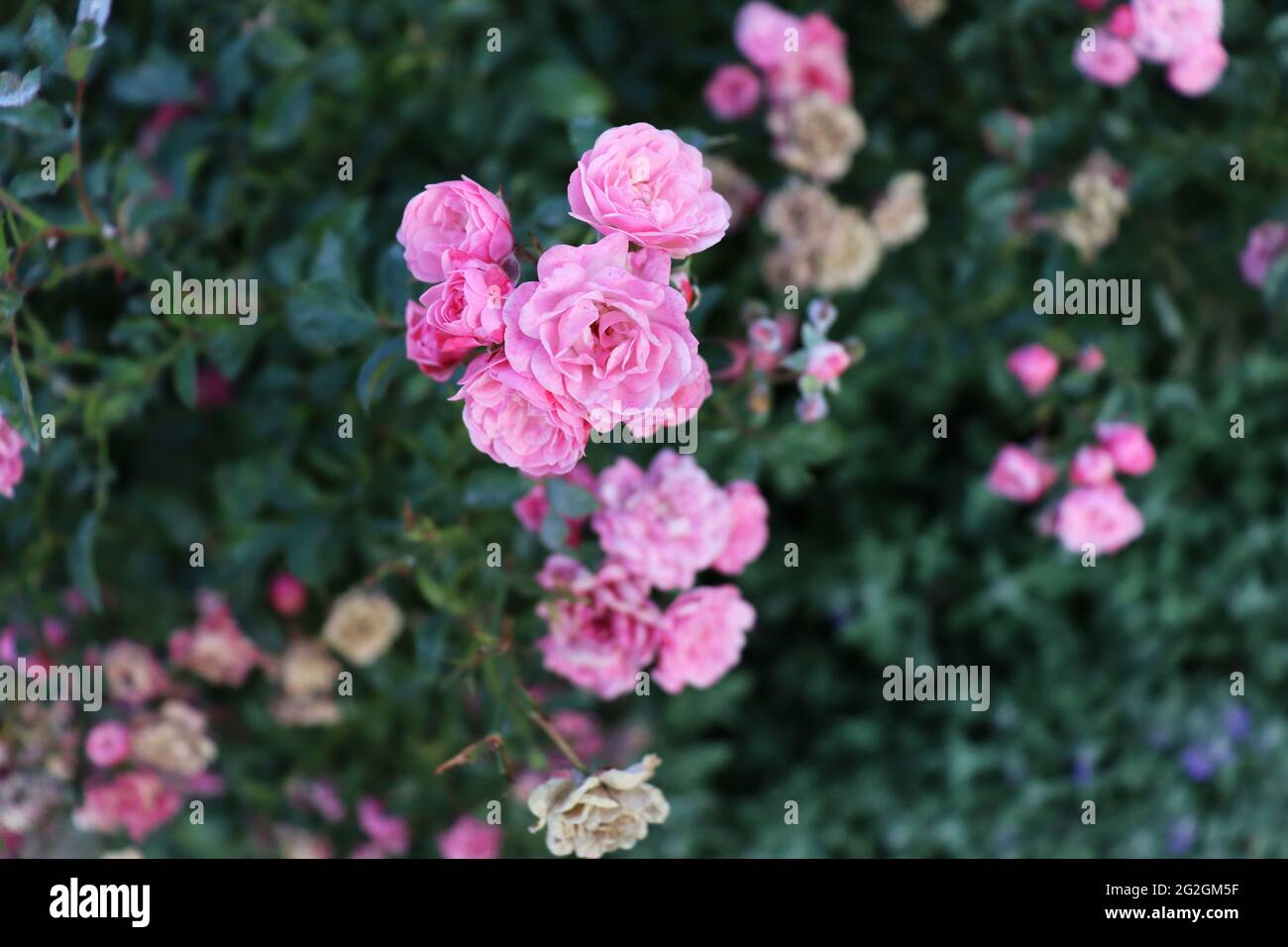 Beautiful natural garden wallpaper. Flower blossom background. Romantic ...