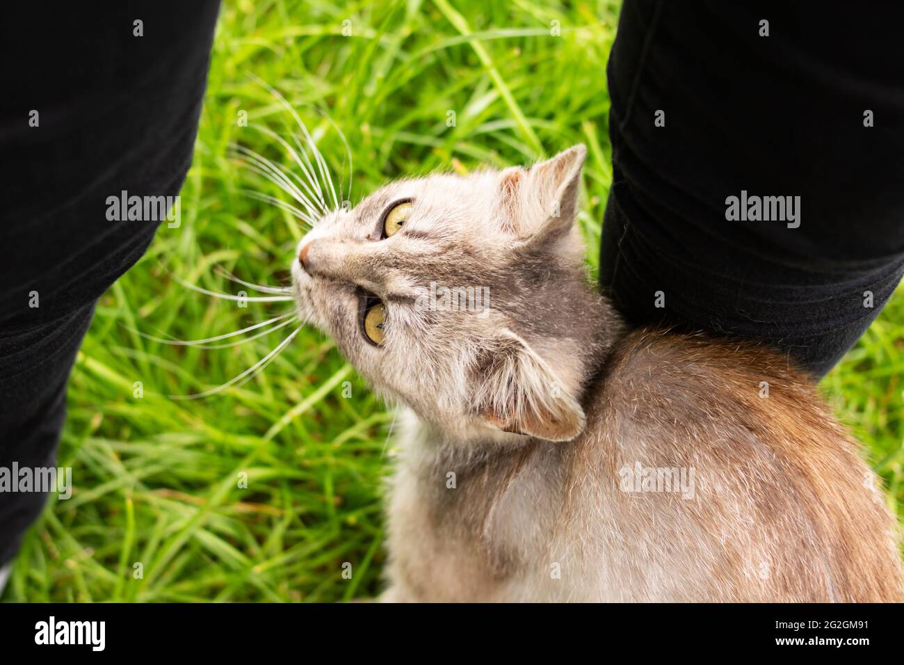 Cat human legs hi-res stock photography and images - Alamy