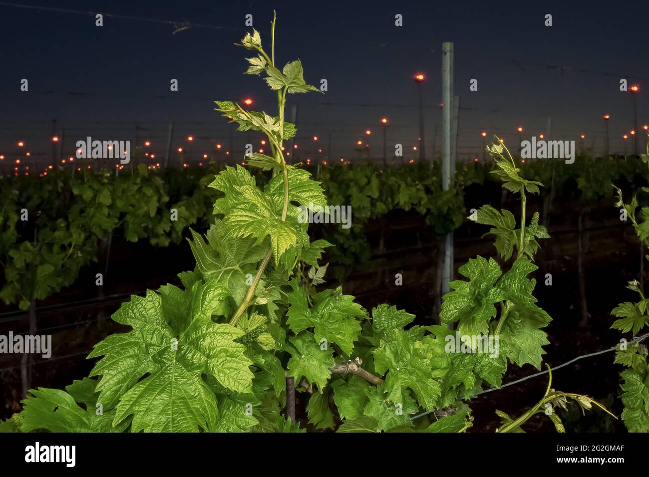 Closeup of grapevine in a vineyard in the evening Stock Photo - Alamy