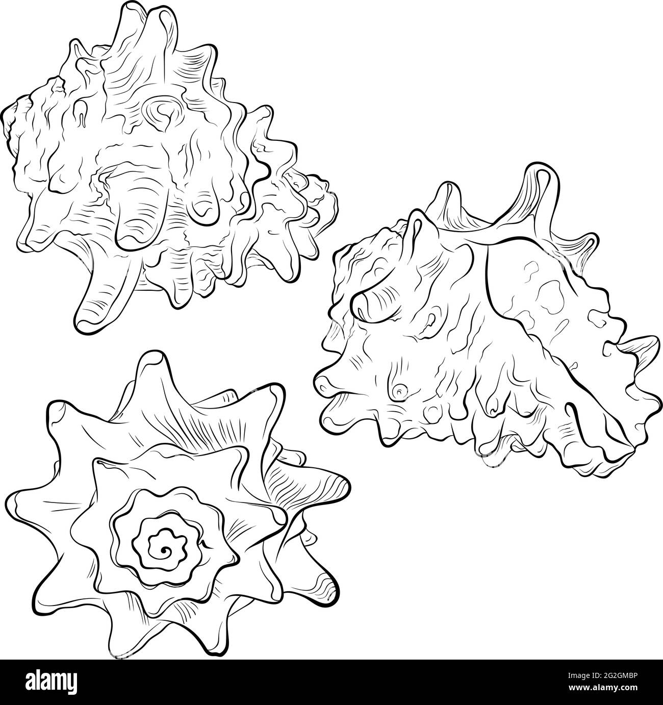 Spiral Seashell High Resolution Stock Photography and Images - Alamy