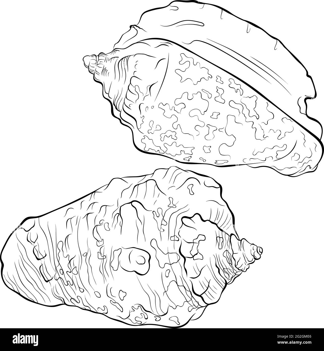 Seashell drawing hi-res stock photography and images - Alamy